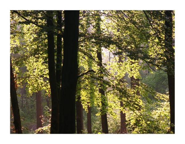 Romantische Postkarten "Waldstille" - KLAPPKARTE & KUVERT | Naturzauber Grußkartenshop